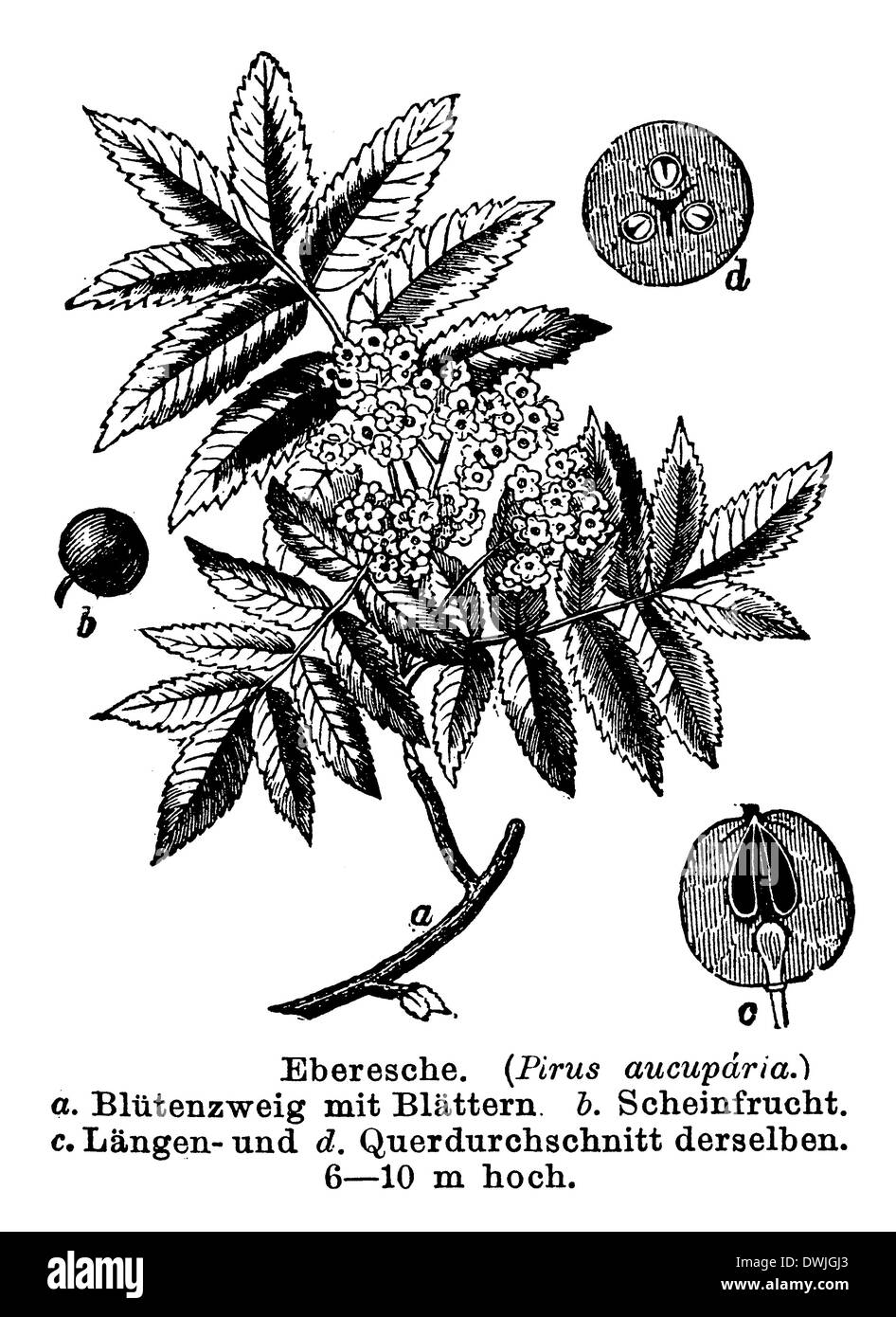 Drawing of rowan Cut Out Stock Images & Pictures - Alamy
