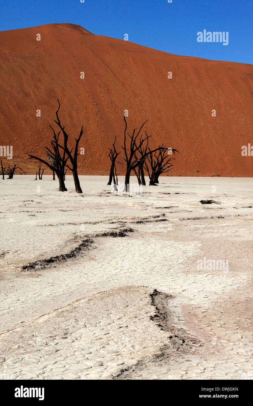Dead Vlei salt pan in the Namib Desert in Namibia. Dead Vlei is a salt ...