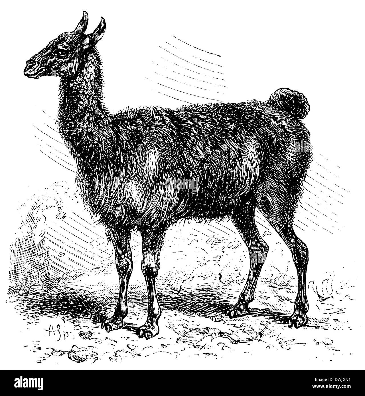 Lama Black and White Stock Photos & Images - Alamy
