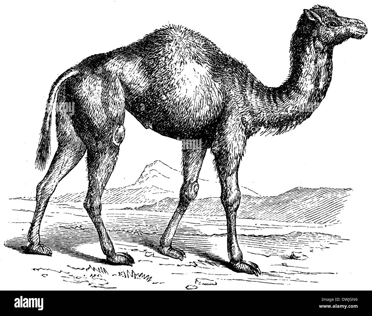 White dromedary hi-res stock photography and images - Alamy