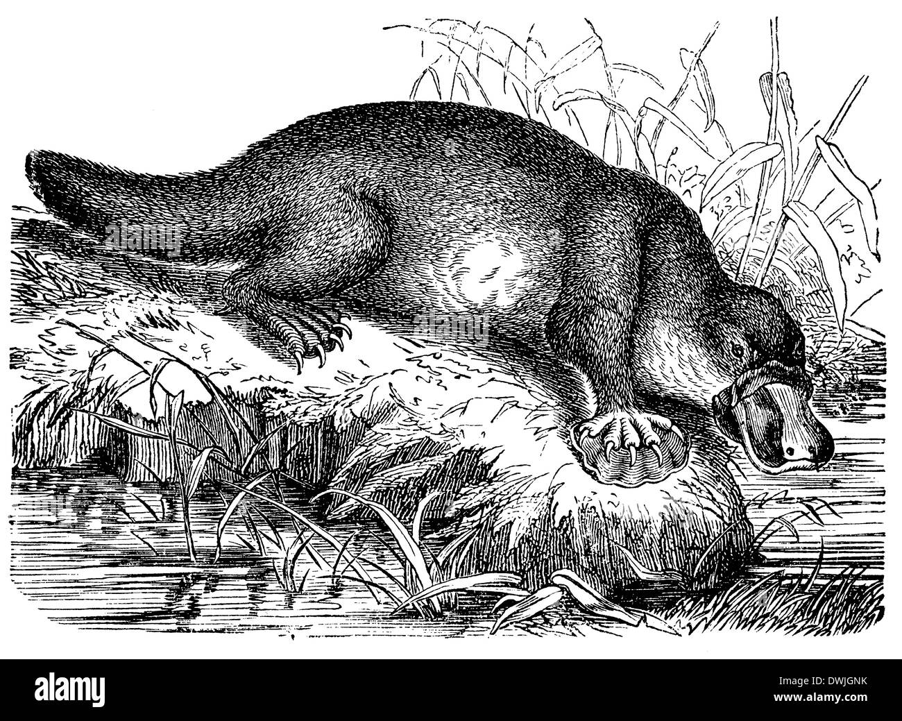 Duckbill Black and White Stock Photos & Images - Alamy