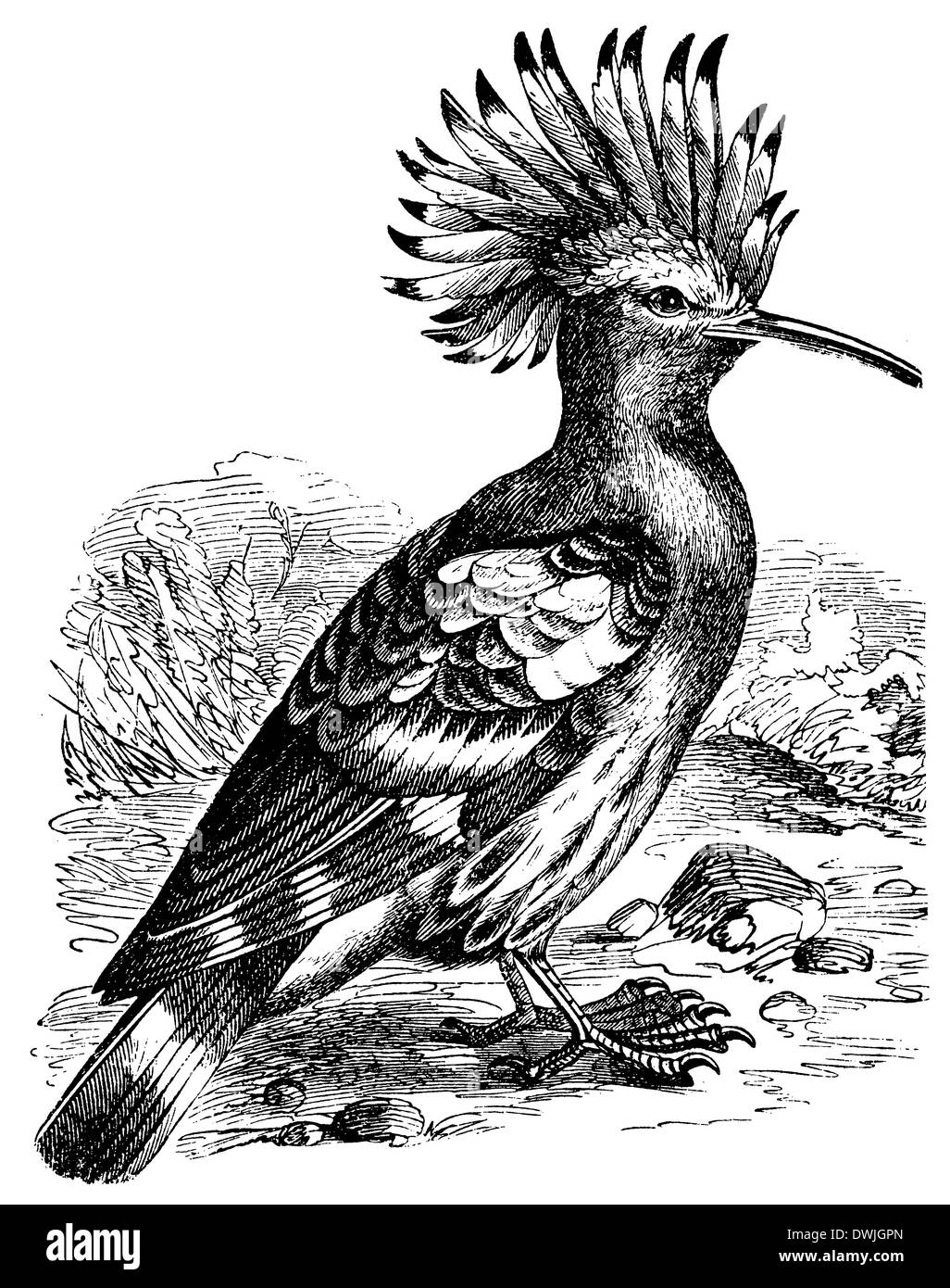 Hoopoe drawing hi-res stock photography and images - Alamy