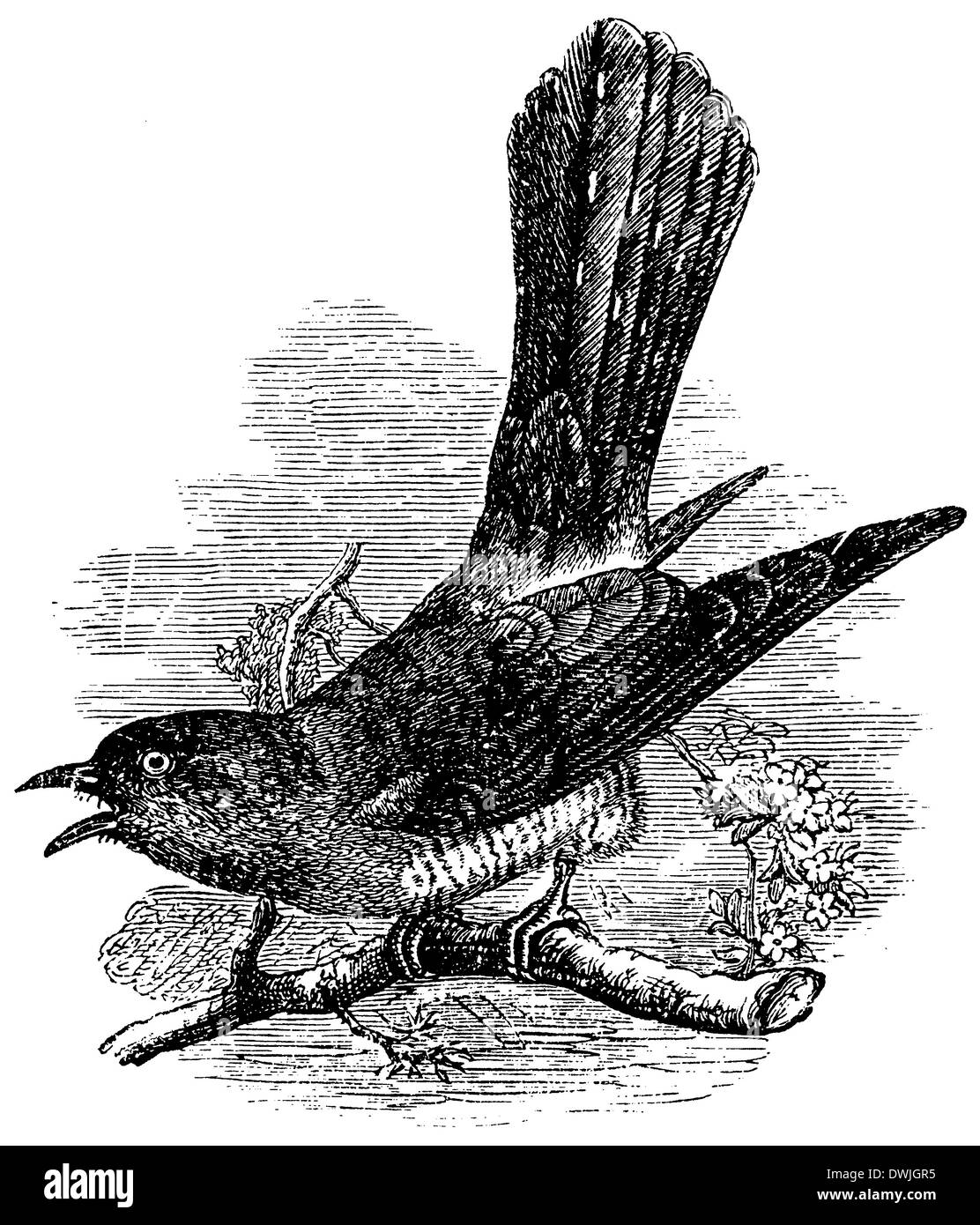 Cuckoo figure Cut Out Stock Images & Pictures - Alamy