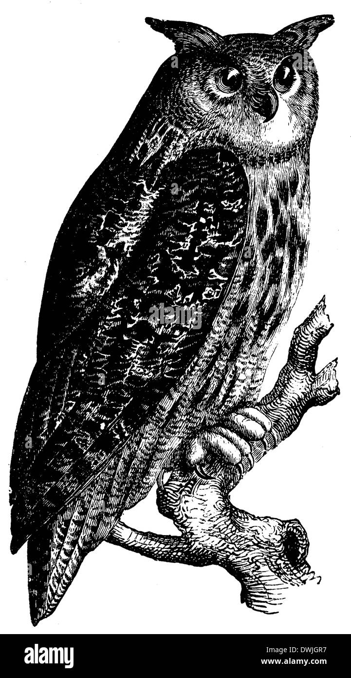 Horned owl illustration Cut Out Stock Images & Pictures - Alamy