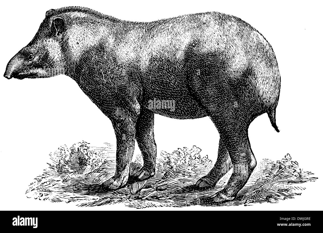 American tapir hi-res stock photography and images - Alamy