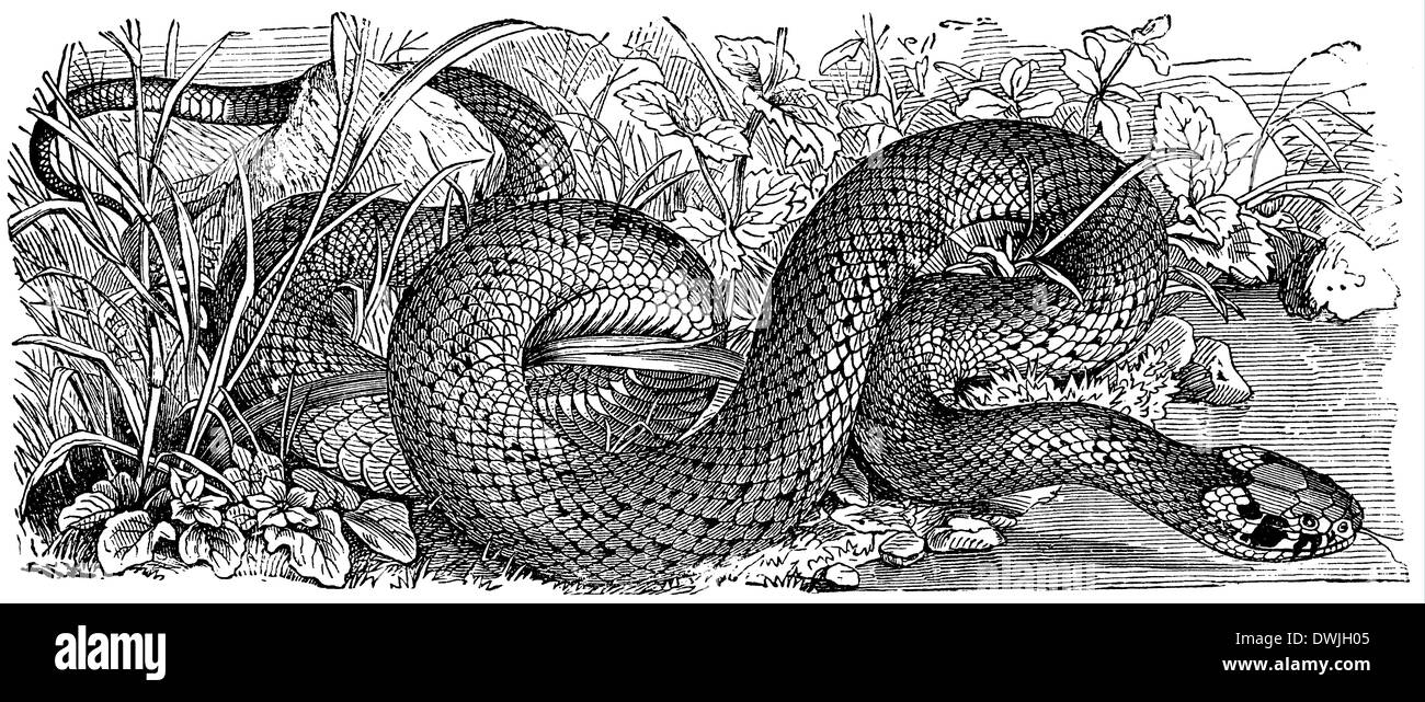 Grass snake illustration Black and White Stock Photos & Images - Alamy