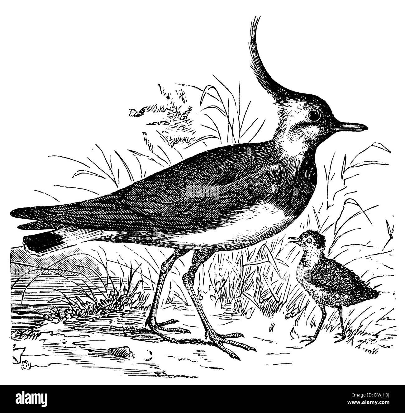 Lapwing illustration Cut Out Stock Images & Pictures - Alamy