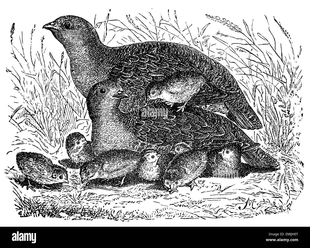 Black partridge Cut Out Stock Images & Pictures - Alamy
