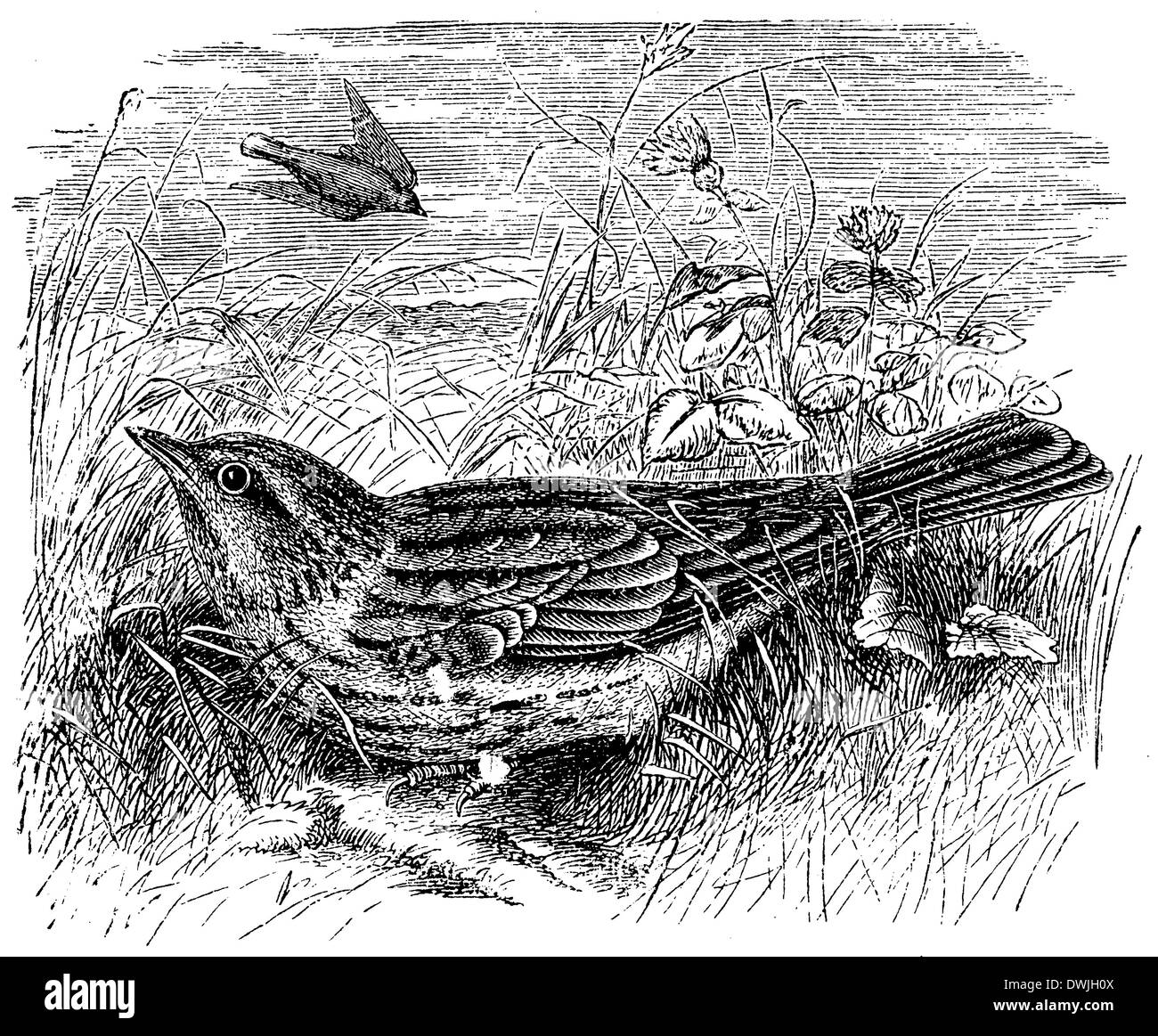 Skylark bird drawing hi-res stock photography and images - Alamy