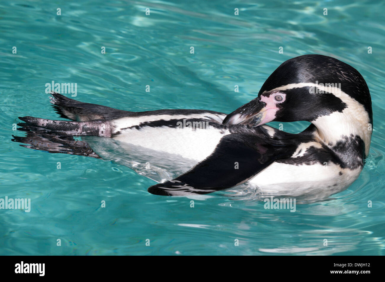Preening itself hi-res stock photography and images - Alamy