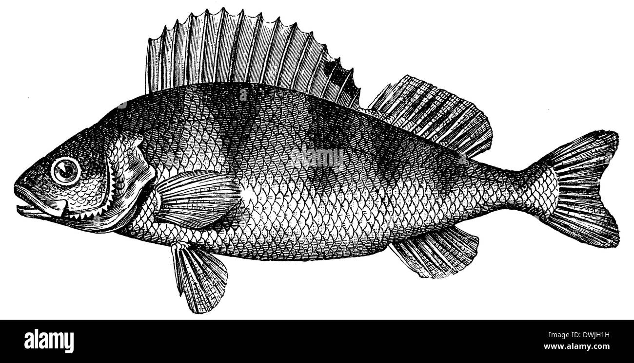 Old perch hi-res stock photography and images - Alamy