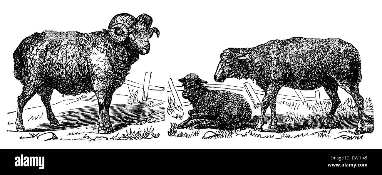 Sheep illustration engraving Cut Out Stock Images & Pictures - Alamy