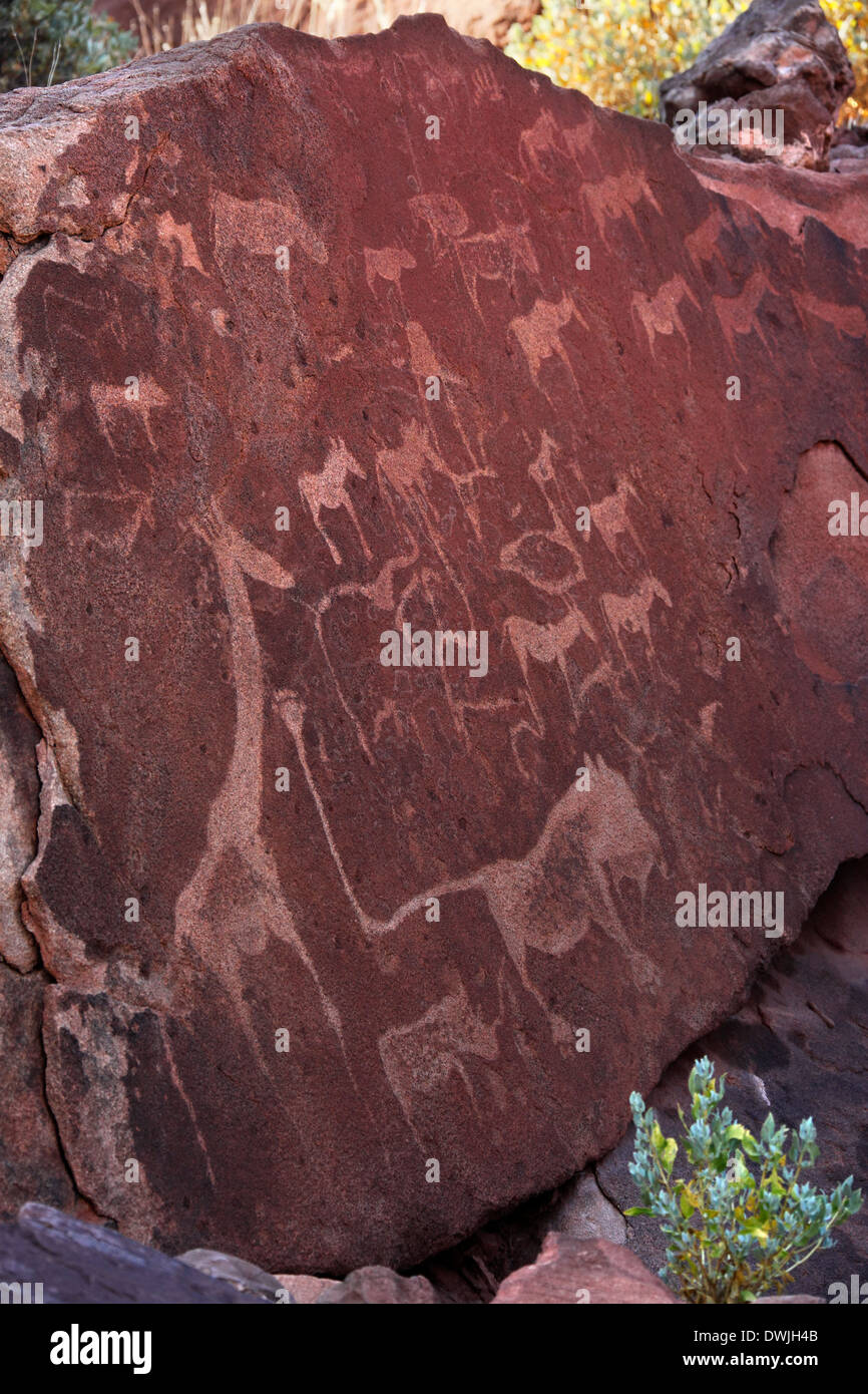 Ancient bushman carvings (Petroglyphs) at Twyfelfontain in Damaraland ...