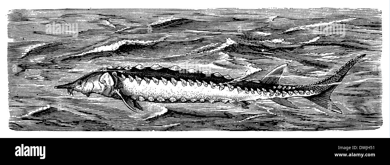 Sturgeon drawing hi-res stock photography and images - Alamy