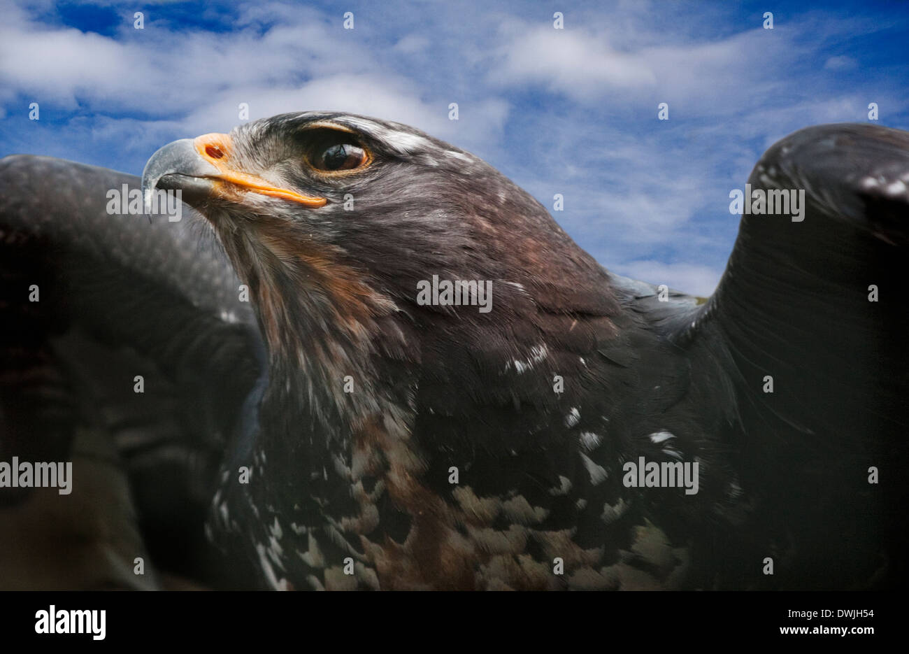 Jackal Buzzard (buteo rufofuscus Stock Photo - Alamy