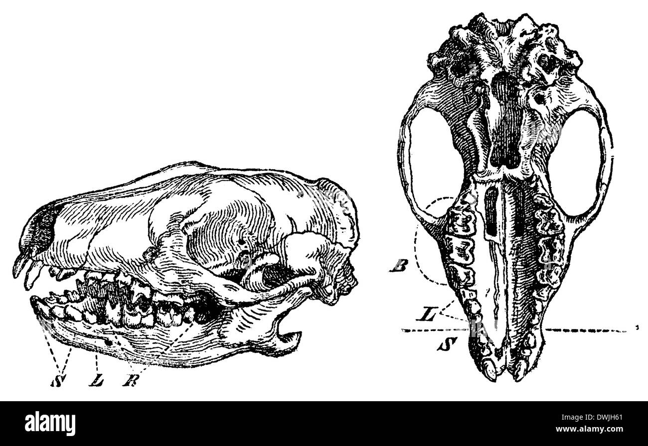 Hedgehog skull hi-res stock photography and images - Alamy