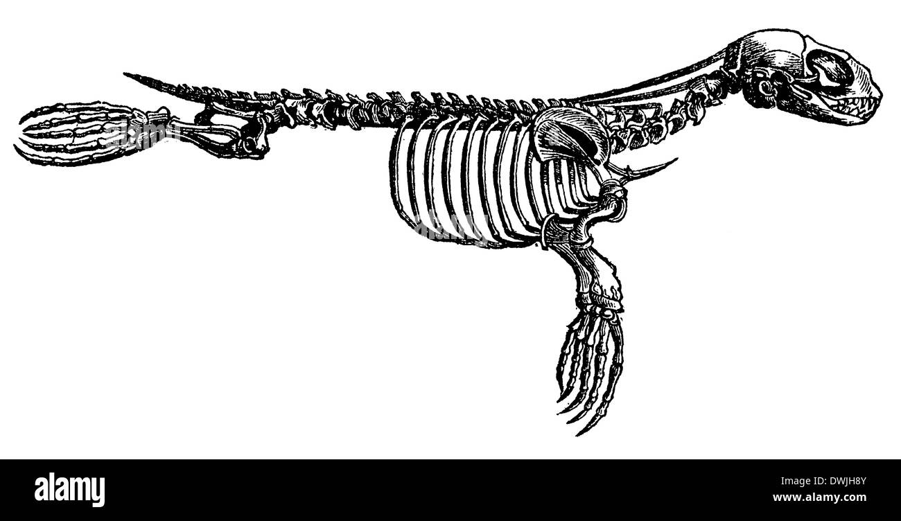 Seal skeleton hi-res stock photography and images - Alamy