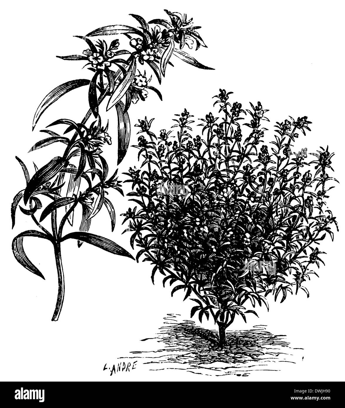 Lamiaceae (mint) drawing Black and White Stock Photos & Images - Alamy