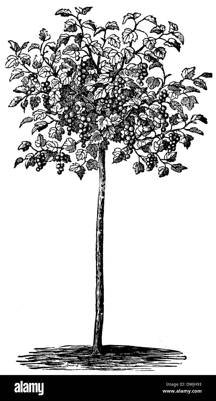 Black currant botanical illustration hi-res stock photography and ...