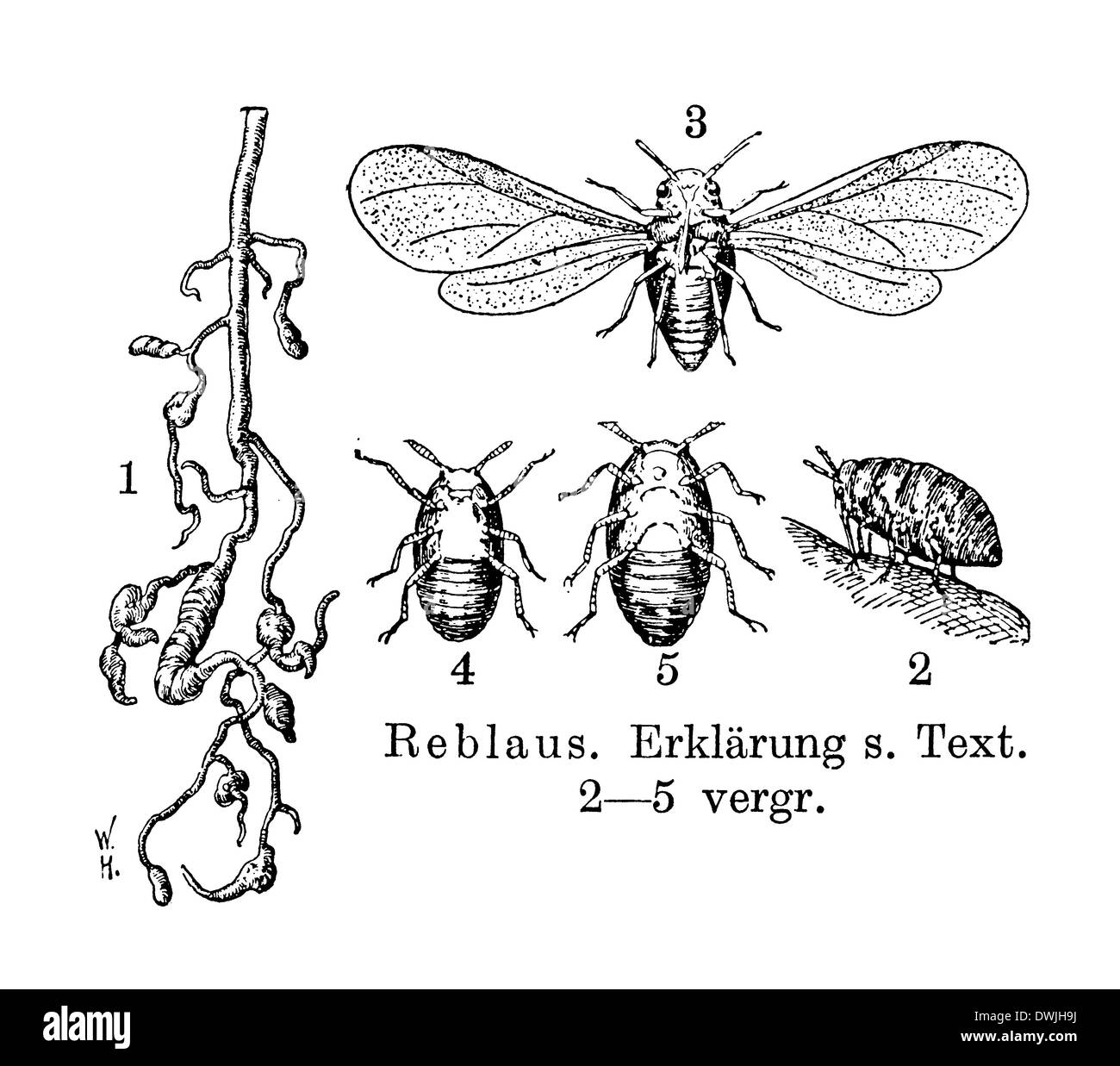 Phylloxera hi-res stock photography and images - Alamy