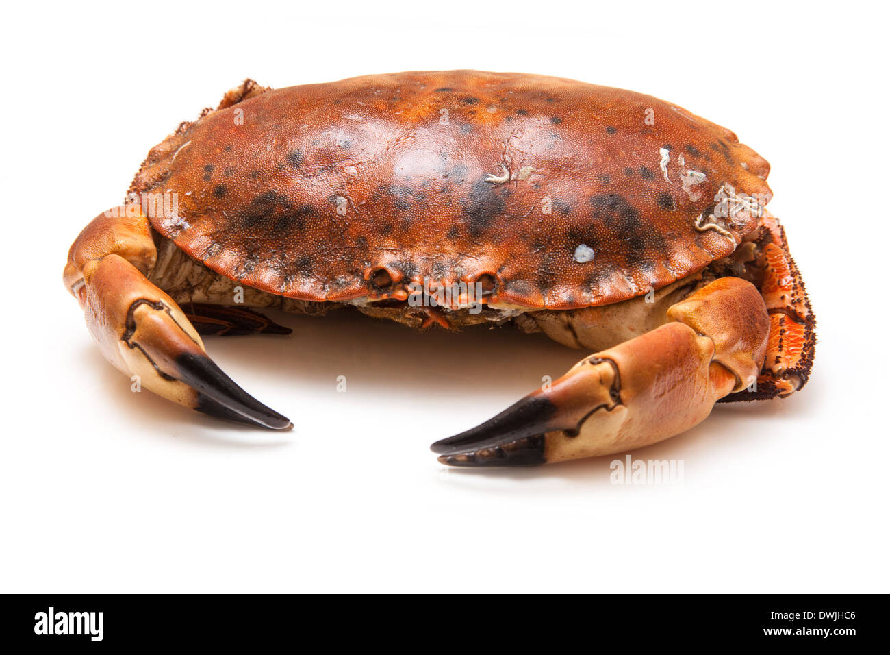 Cooked brown crab isolated on a white studio background Stock Photo - Alamy