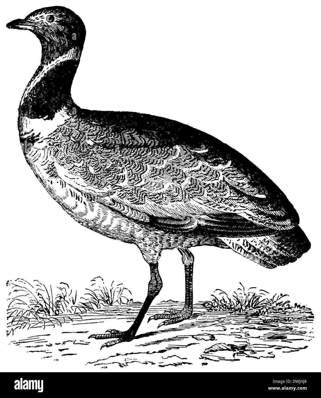 Bustard illustration hi-res stock photography and images - Alamy