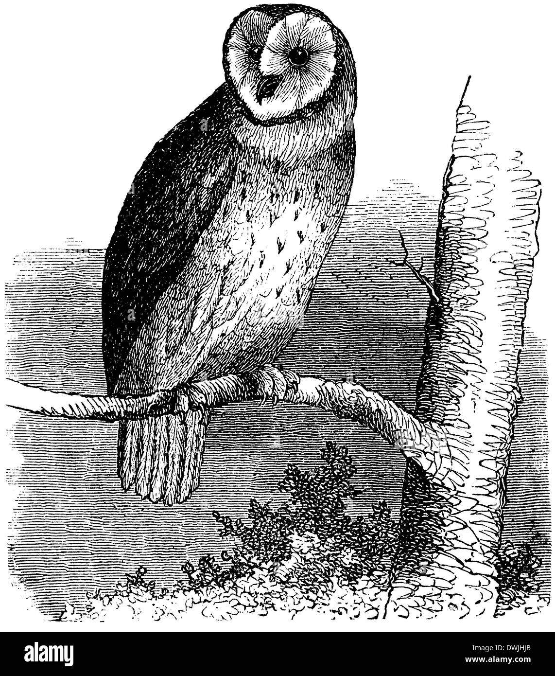 Barn owl figure hi-res stock photography and images - Alamy