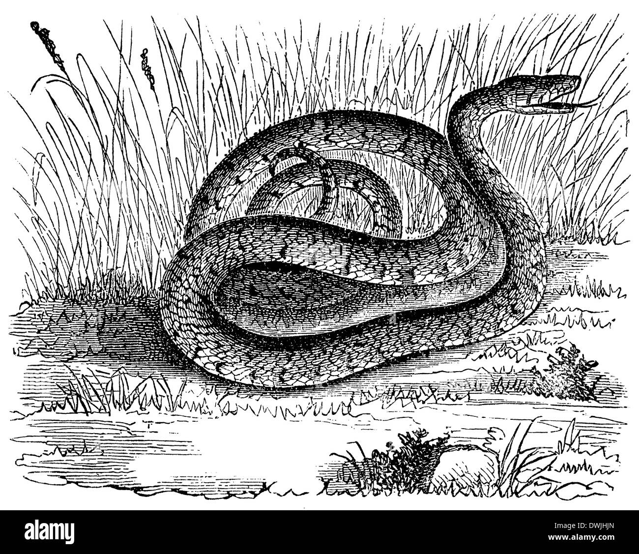 Snake drawing Cut Out Stock Images & Pictures - Alamy