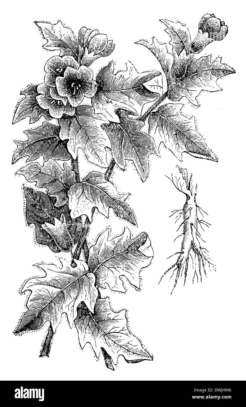 Henbane botanical illustration Cut Out Stock Images & Pictures - Alamy