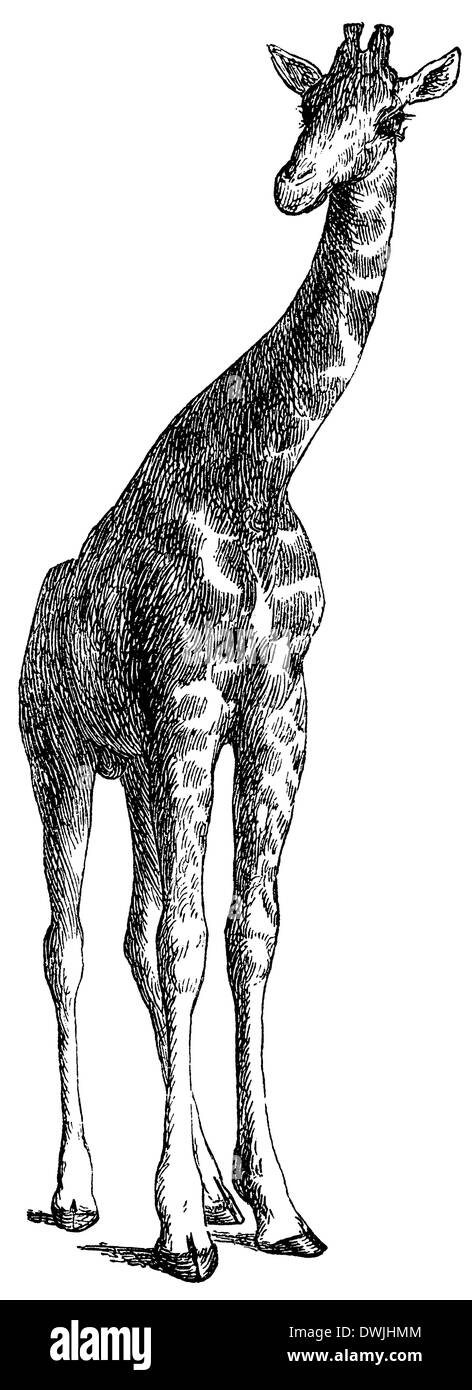 Giraffe engraving hi-res stock photography and images - Alamy