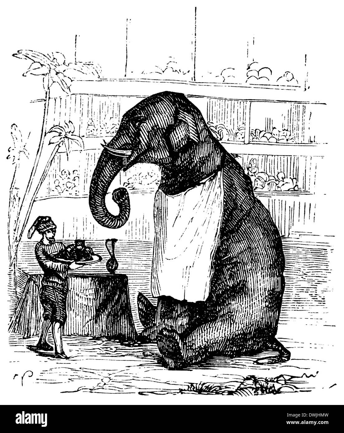 Trained Elephant with napkin and tamer Stock Photo - Alamy