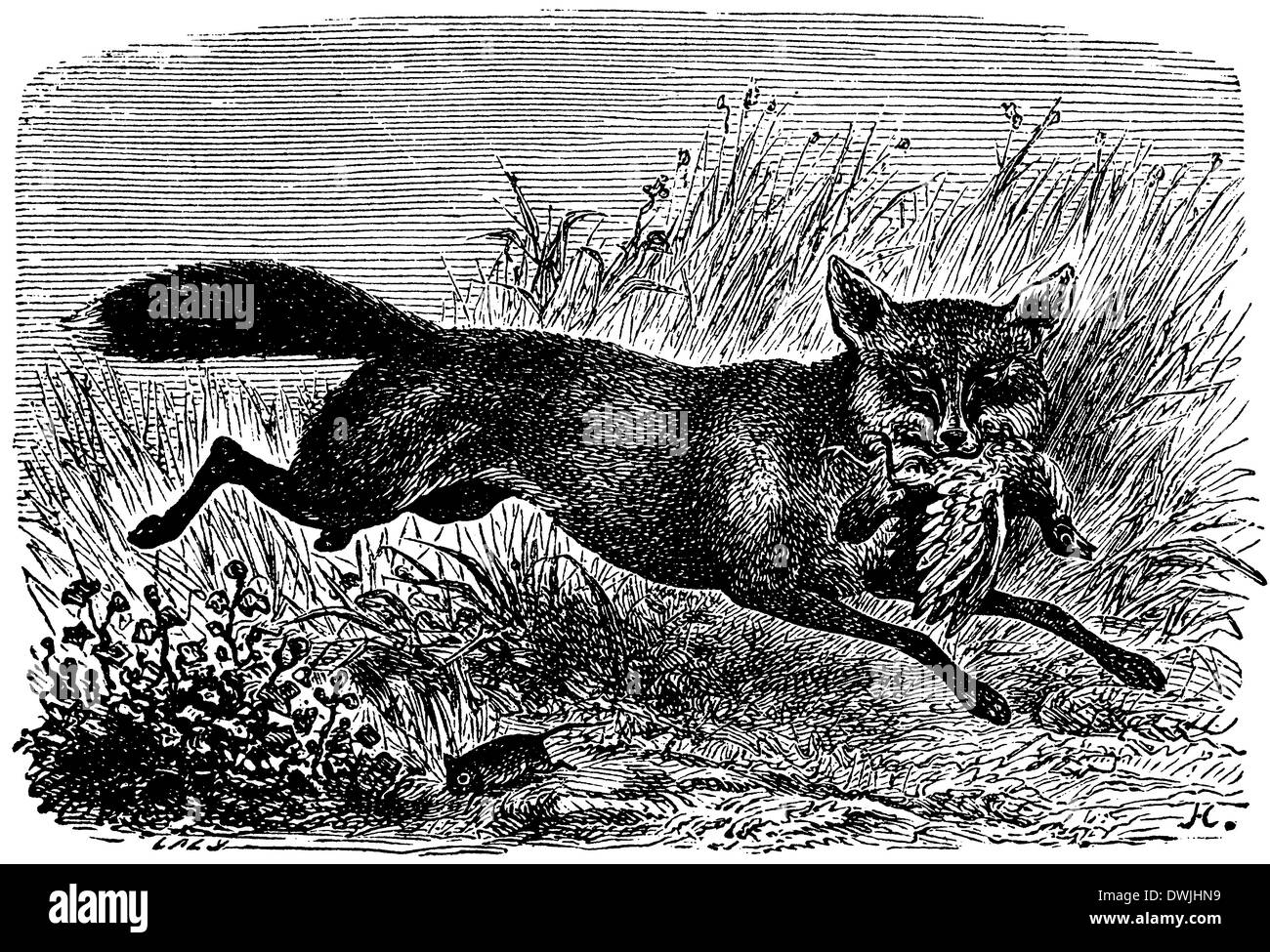 Fox canis vulpes hi-res stock photography and images - Alamy