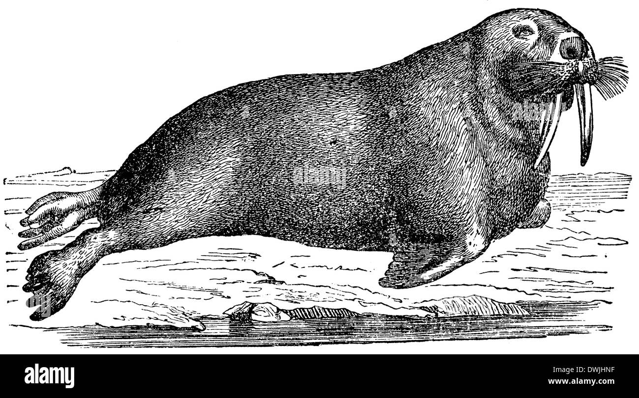 Black and white walrus hi-res stock photography and images - Alamy