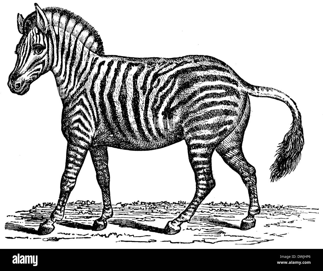 Zebra graphic hi-res stock photography and images - Alamy