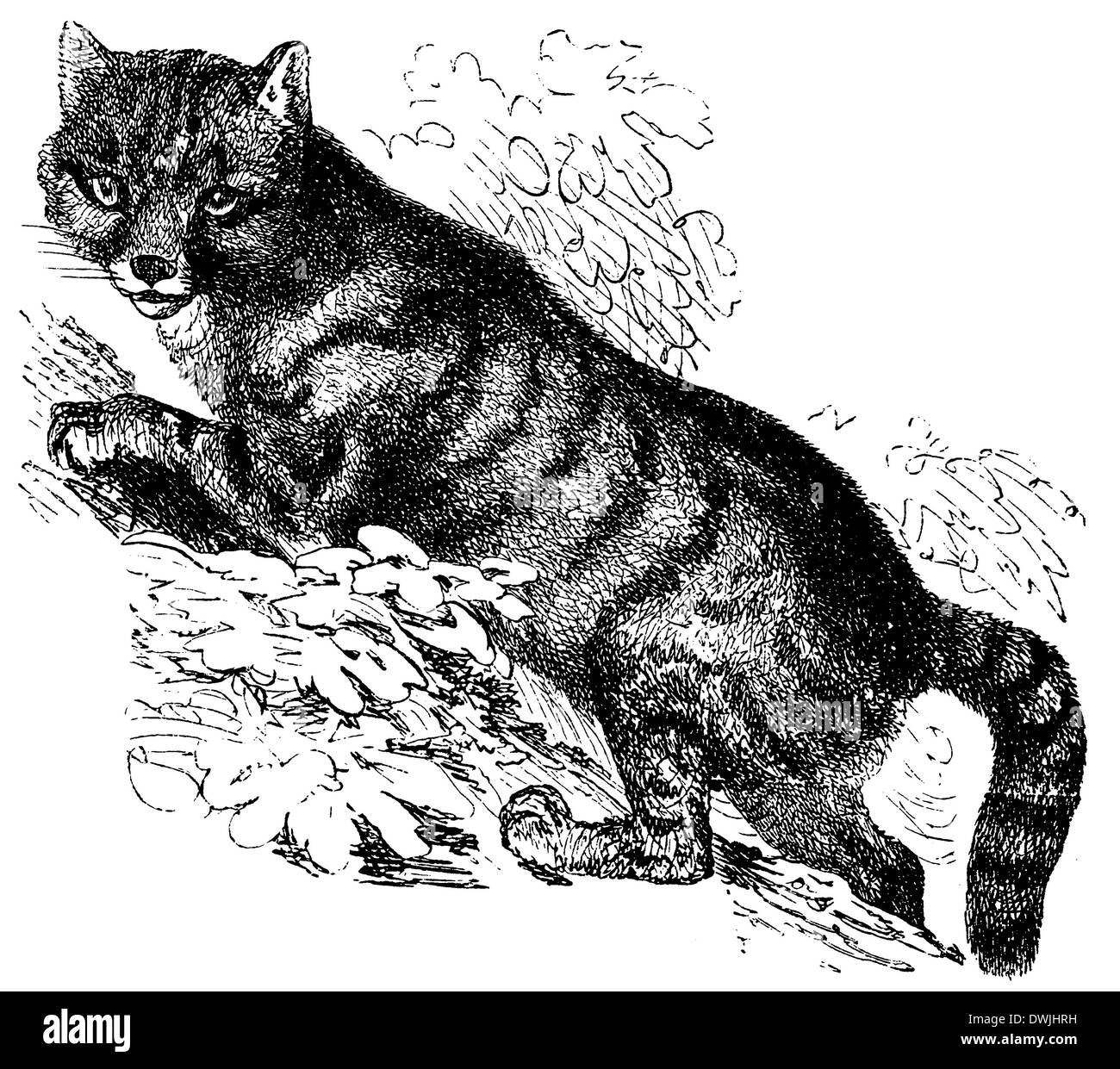 Wildcat drawing hi-res stock photography and images - Alamy
