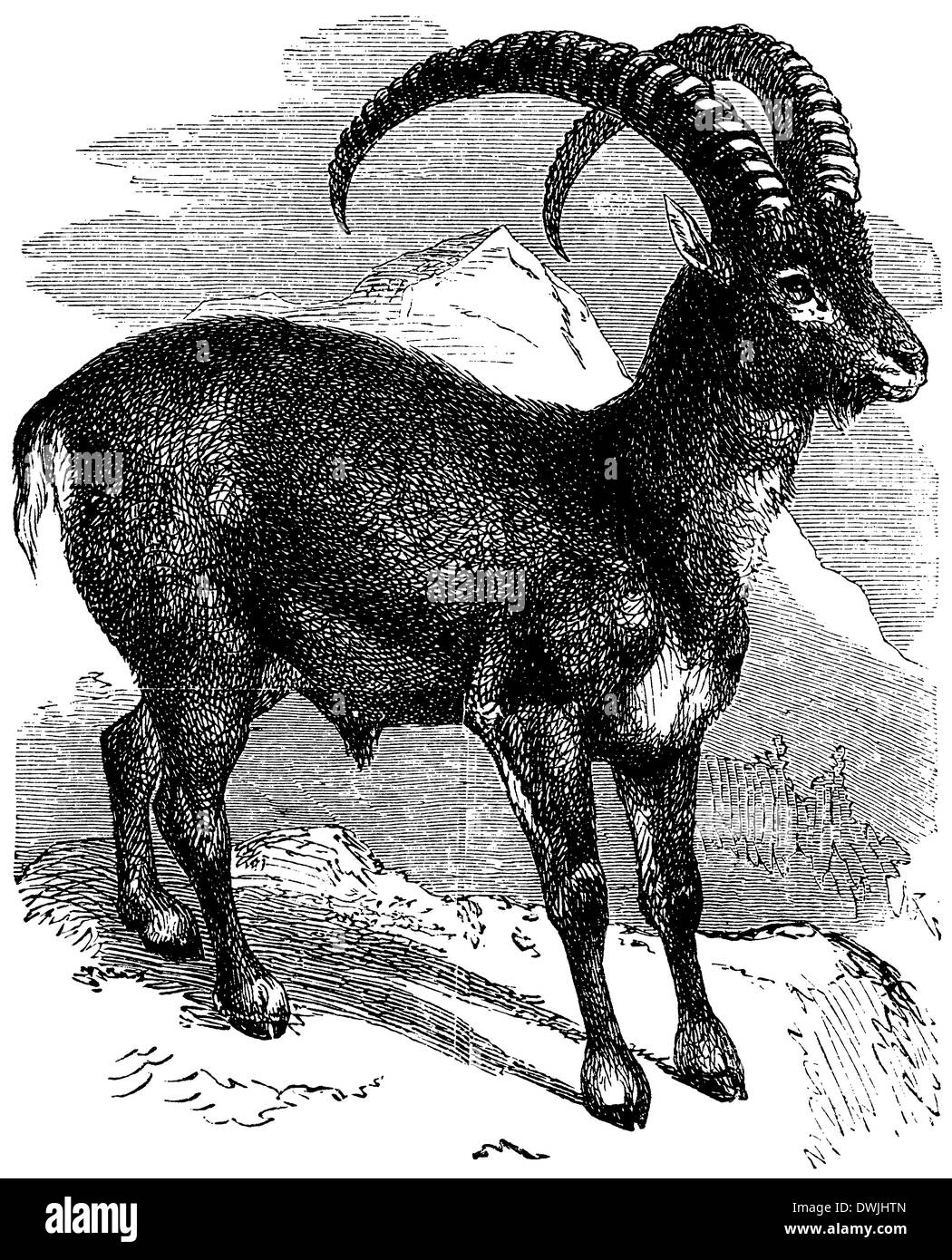 Alpine ibex Black and White Stock Photos & Images - Alamy