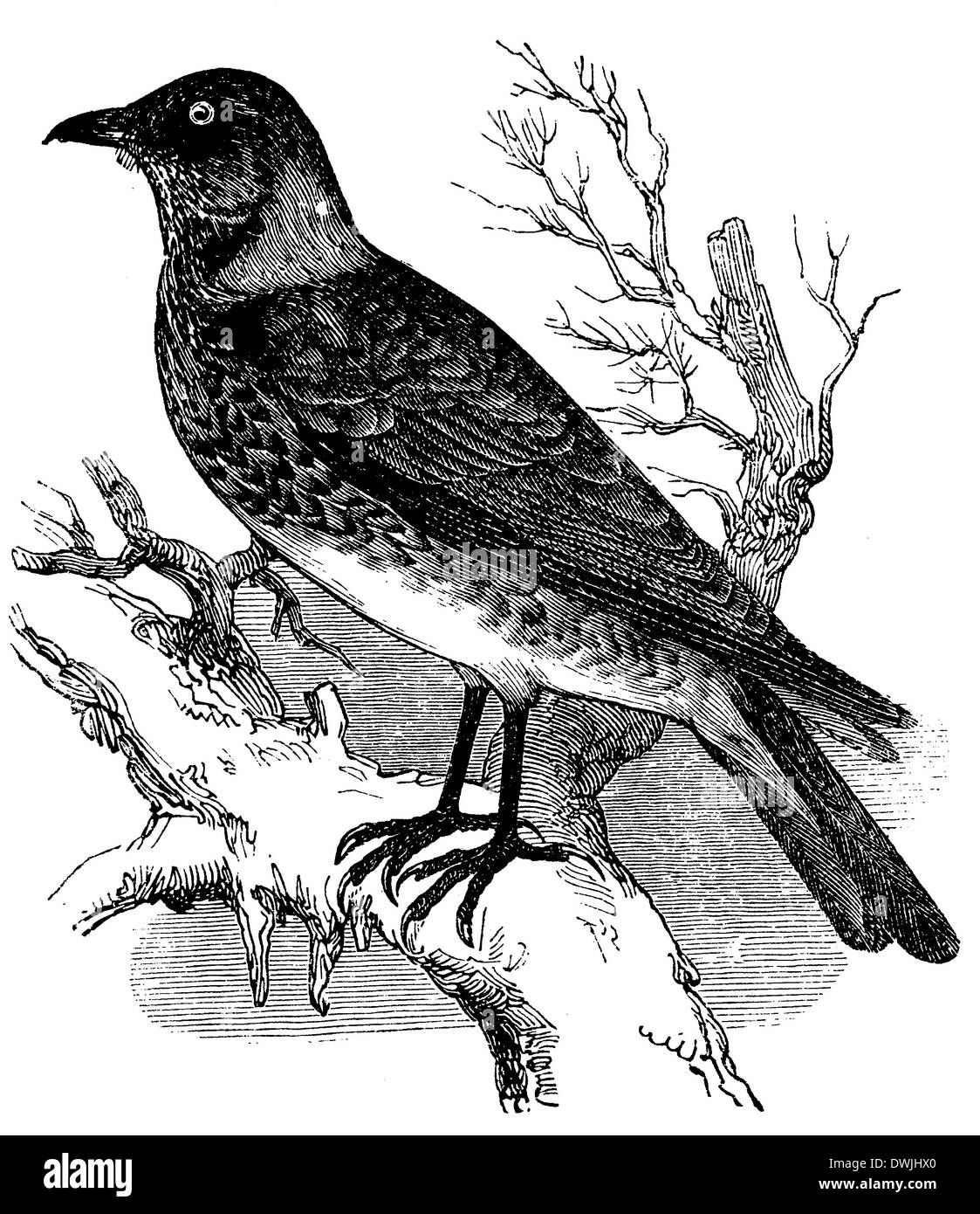 Fieldfare Black and White Stock Photos & Images - Alamy