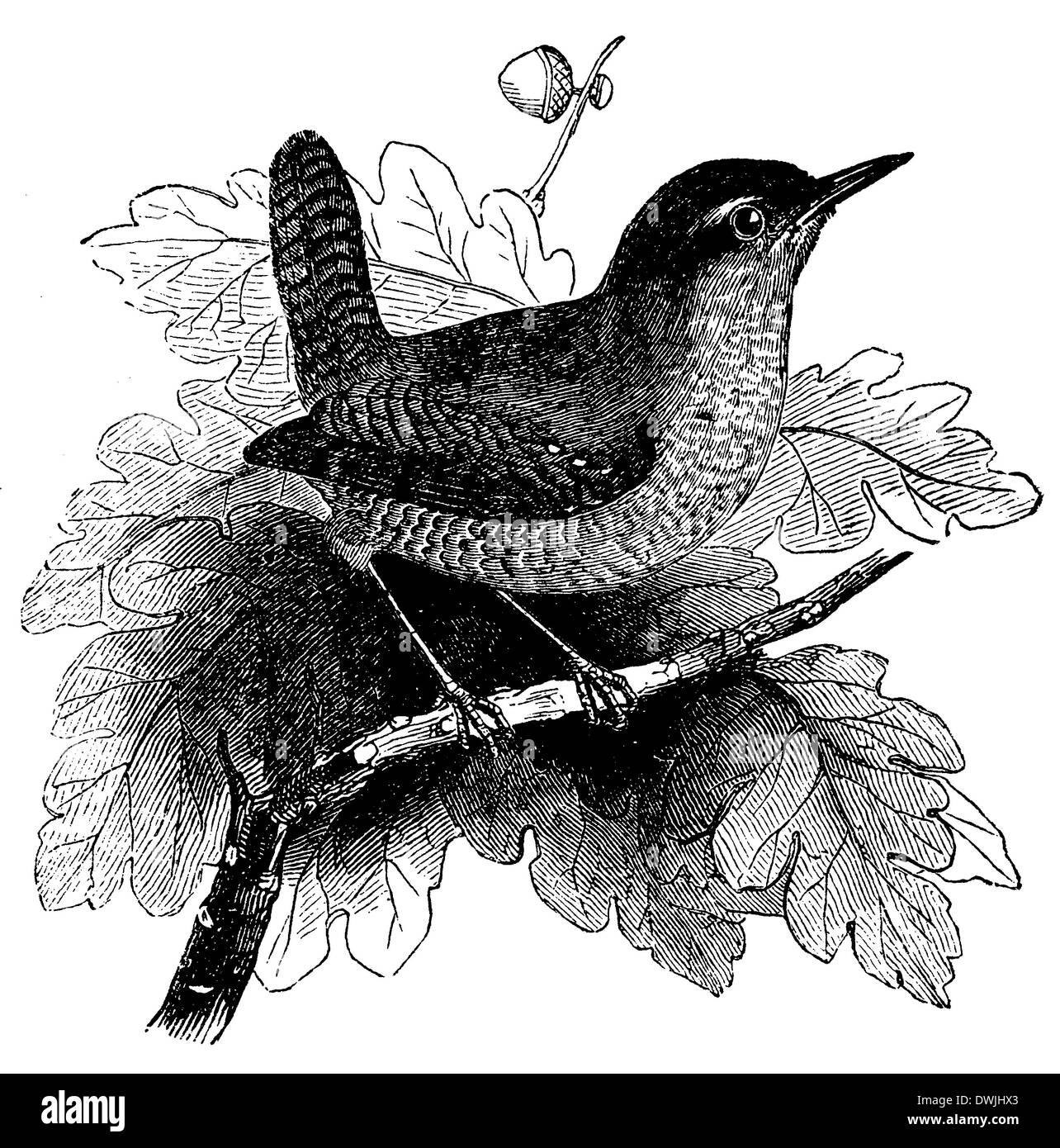 Wren bird illustration Black and White Stock Photos & Images - Alamy