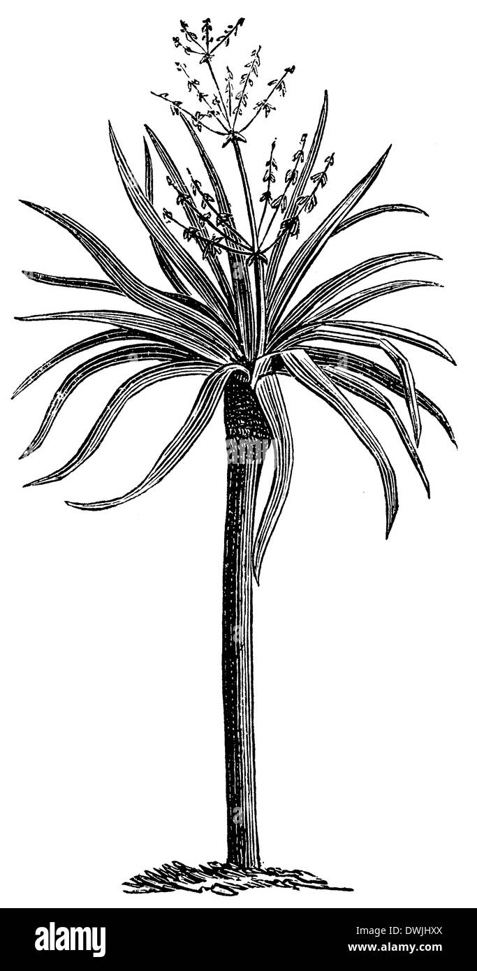 Line dragon Black and White Stock Photos & Images - Alamy