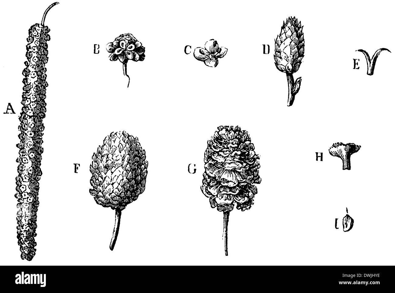 Black alder botanical drawing hi-res stock photography and images - Alamy