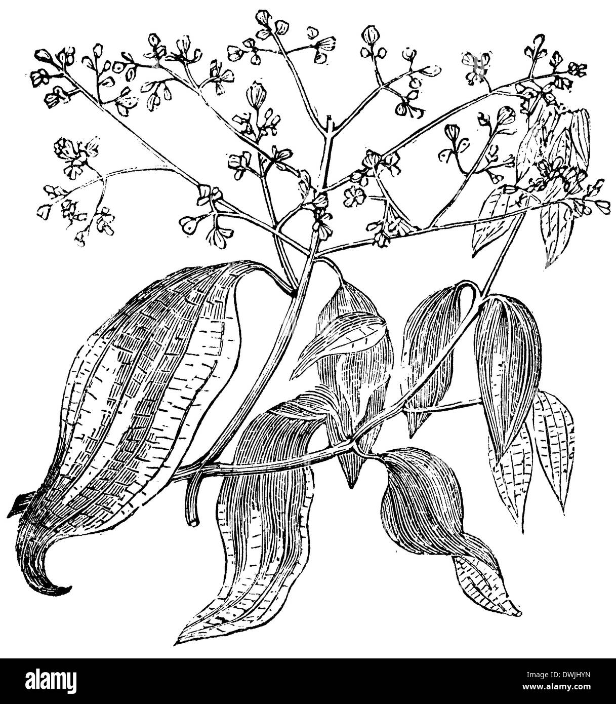 Botanical illustration cinnamon hi-res stock photography and images - Alamy