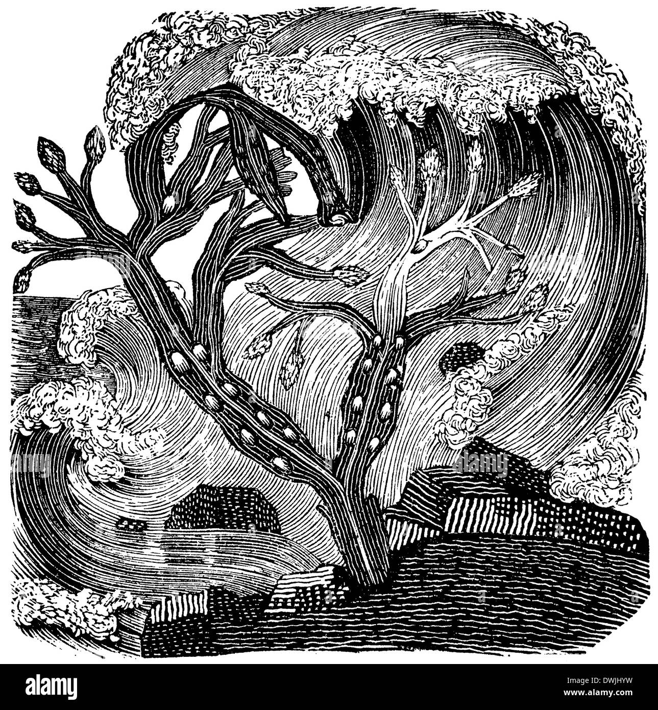 Bladder Black and White Stock Photos & Images - Alamy