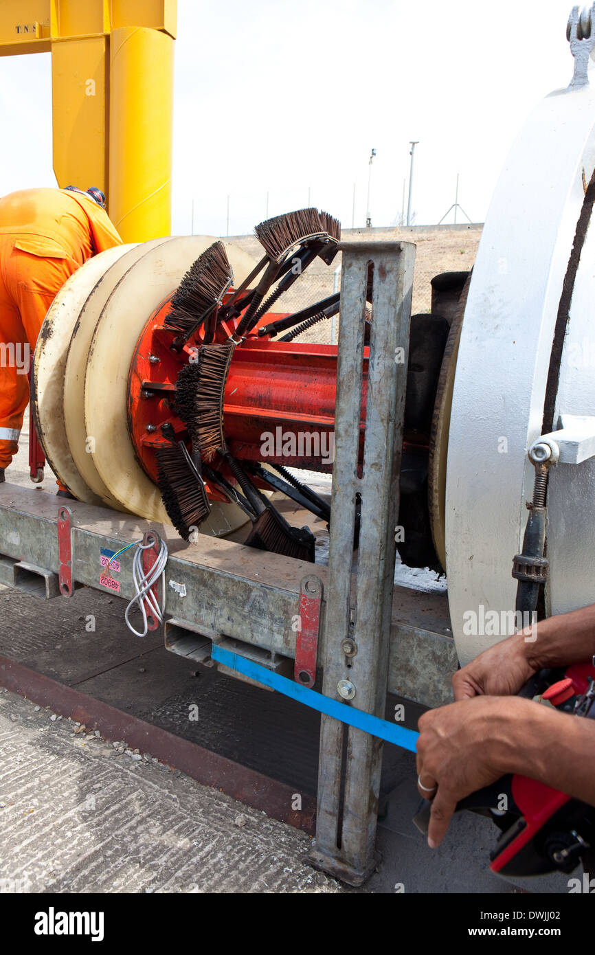 Pig ellipse hi-res stock photography and images - Alamy