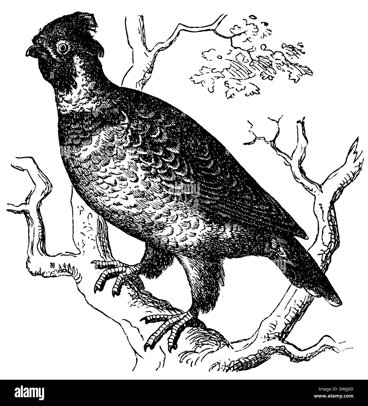 Grouse graphics hi-res stock photography and images - Alamy
