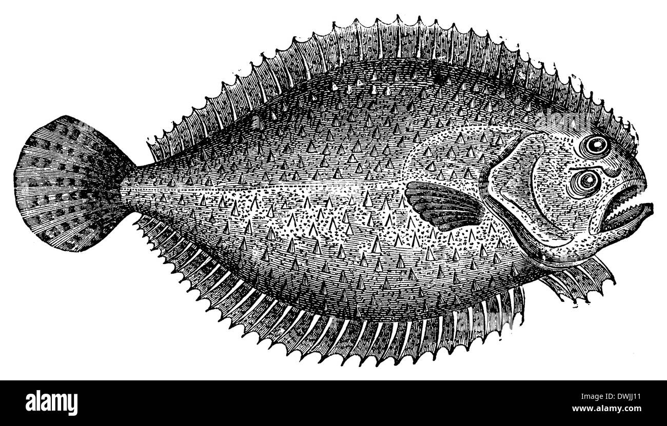 Rhombus fish hi-res stock photography and images - Alamy