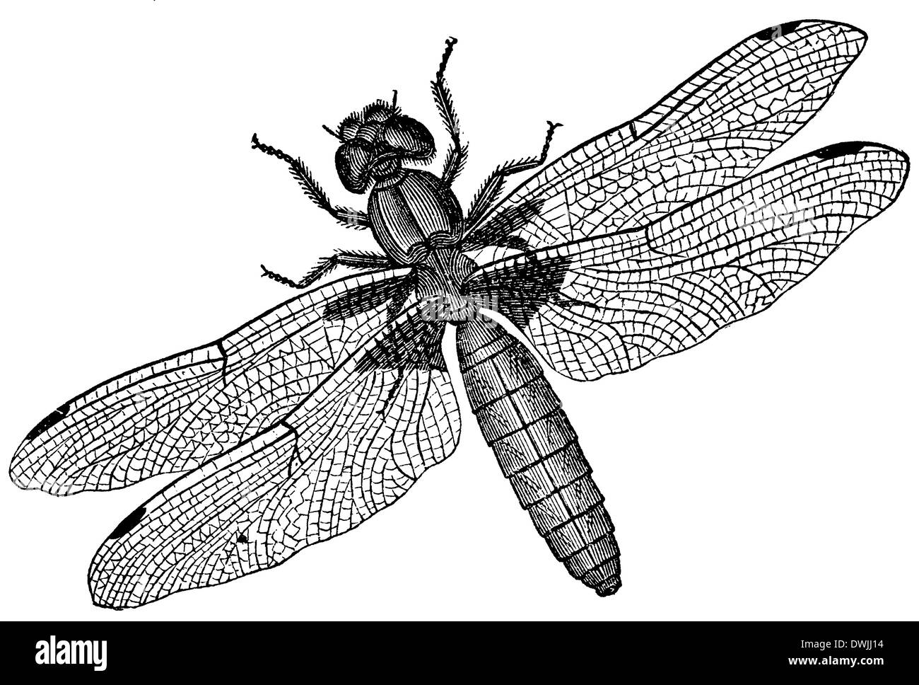 Lurch Line Drawing High Resolution Stock Photography and Images - Alamy