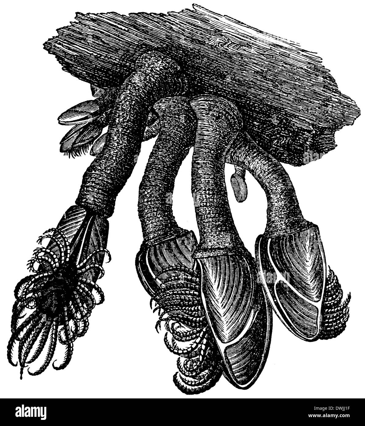 Common goose barnacle Stock Photo - Alamy