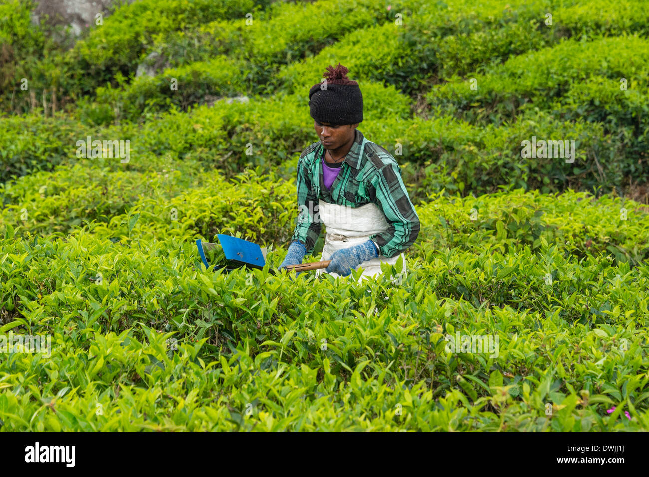 Harvesting tea in the Cameron Highlands Stock Photo - Alamy