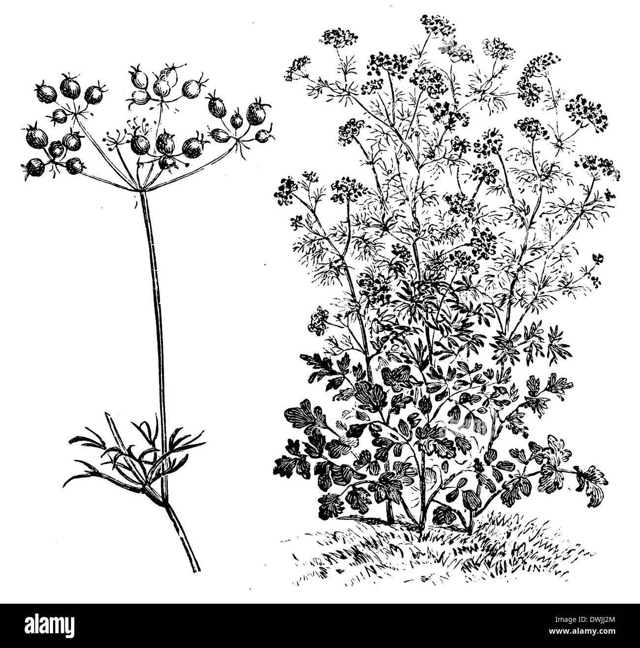 Botanical illustration coriander hi-res stock photography and images ...