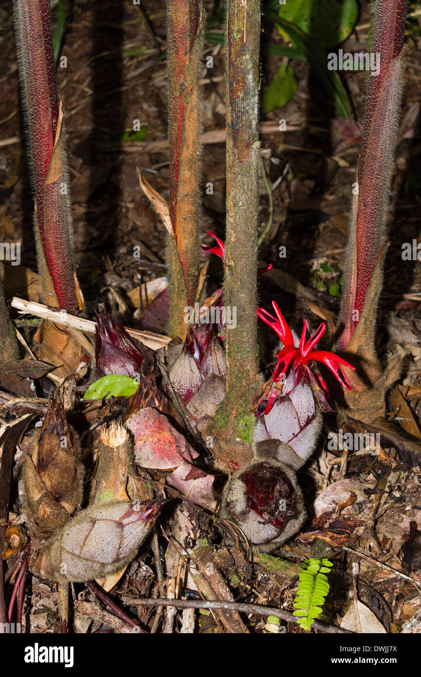 Wild Ginger growing in the Cameron Highlands Stock Photo - Alamy